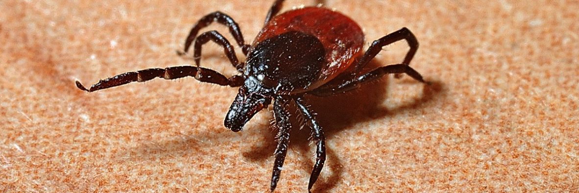 Borelioza - różnorodne objawy groźnej choroby