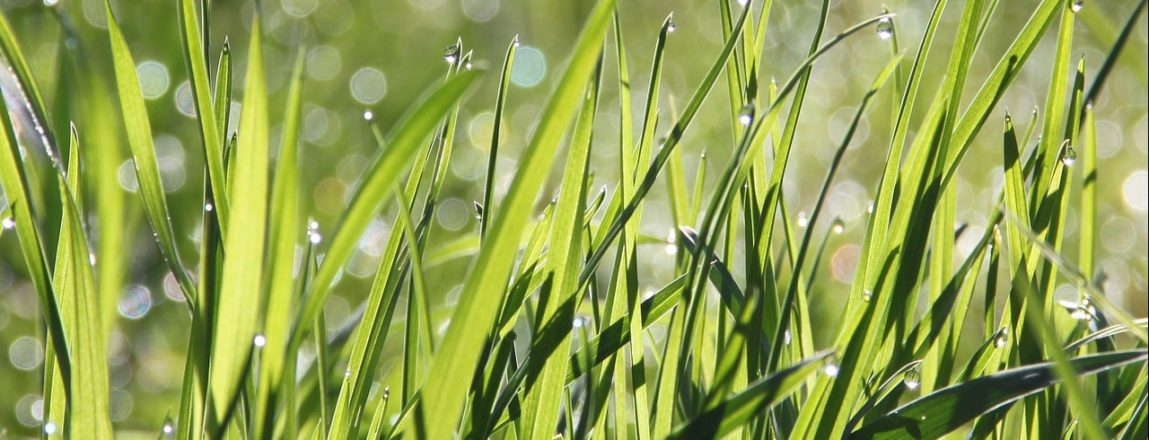 Perz - chwast czy prozdrowotne zioło? - Czytelnia apteki Cefarm24